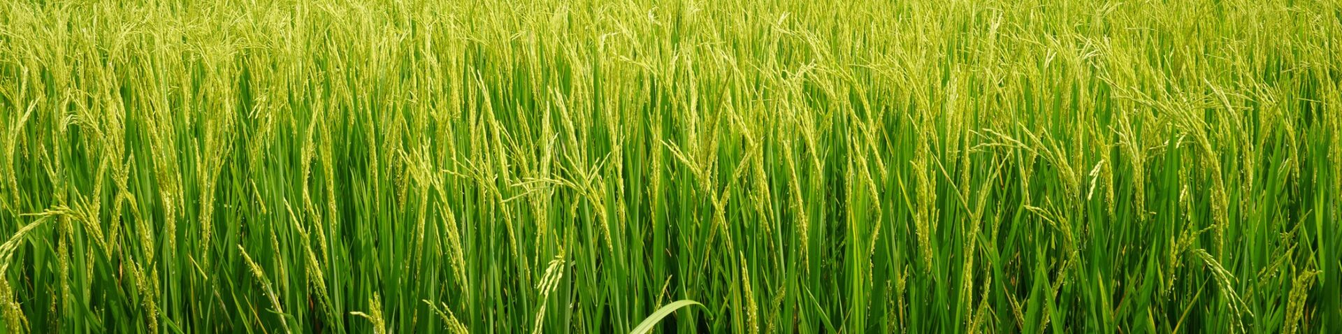 Arroz | Blog.cambiagro.com