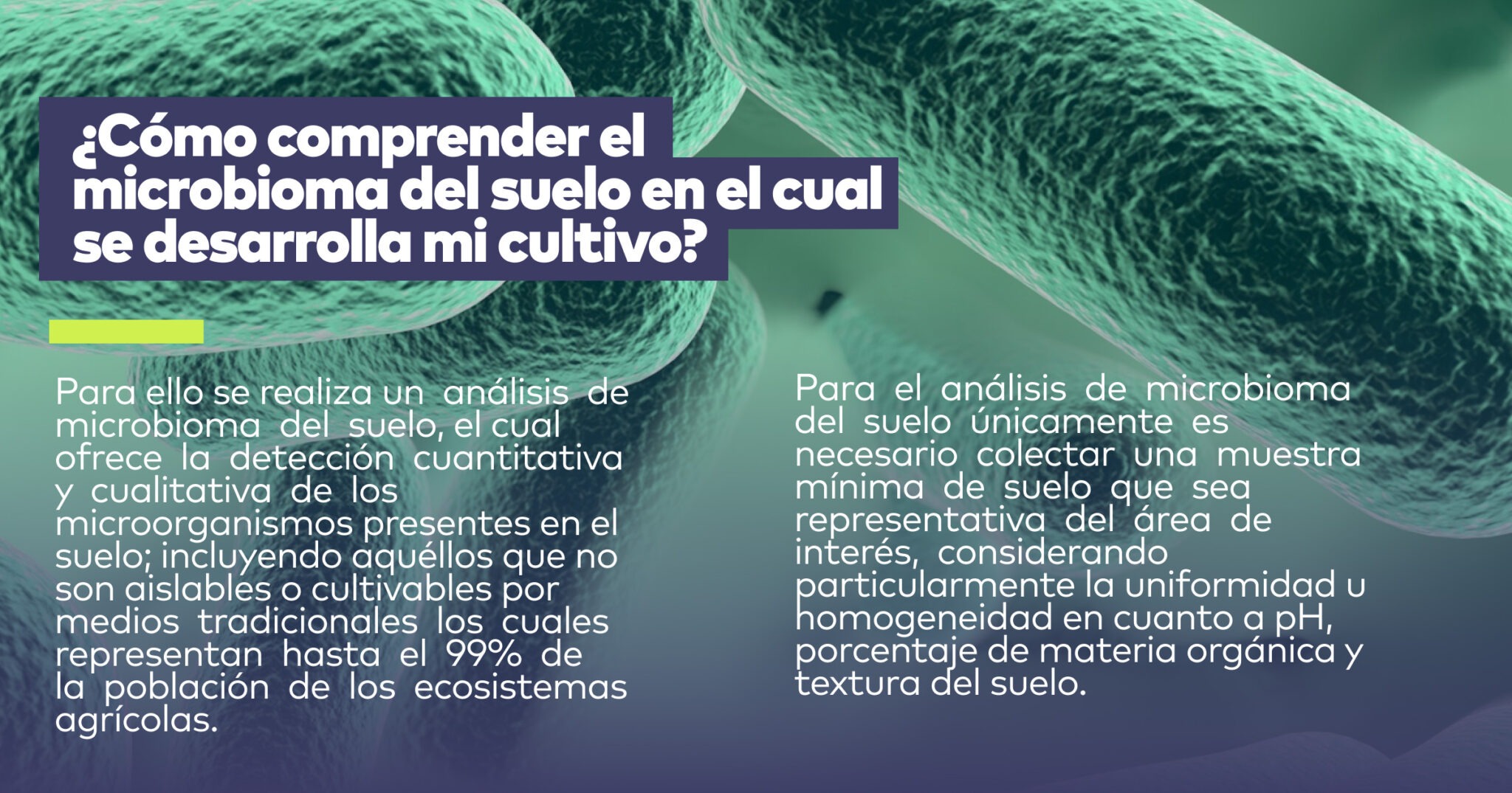 El Microbioma Del Suelo: ¿Por Qué Es Importante Para El éxito De Su Cultivo? | Blog Cambiagro