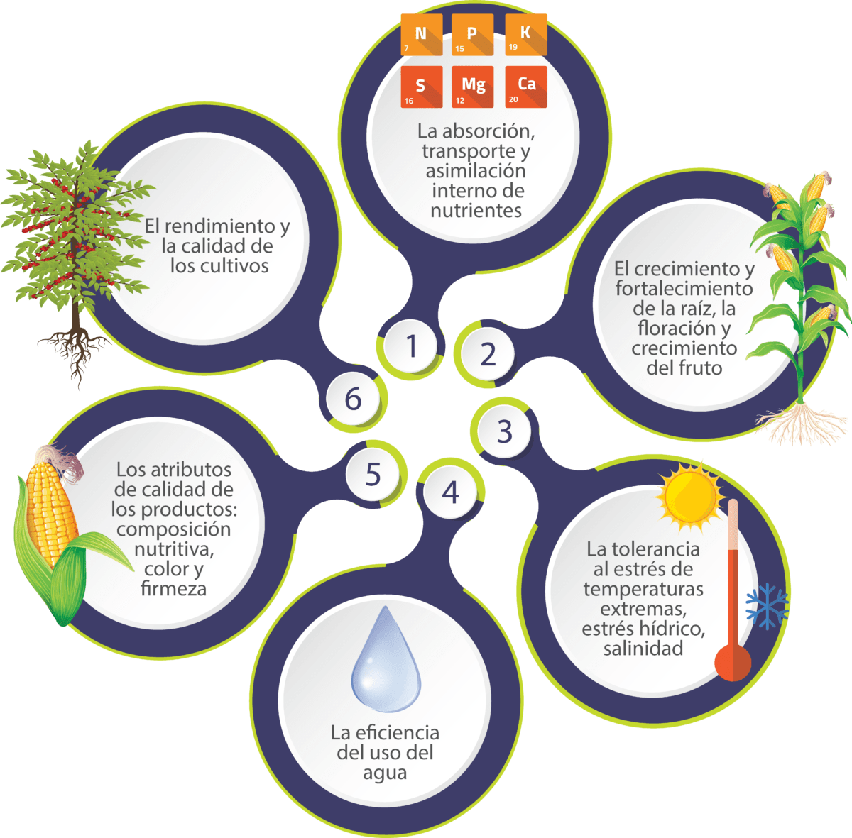 Bioestimulantes: ¿Qué Son? ¿Cuáles Son Sus Beneficios? | Blog Cambiagro
