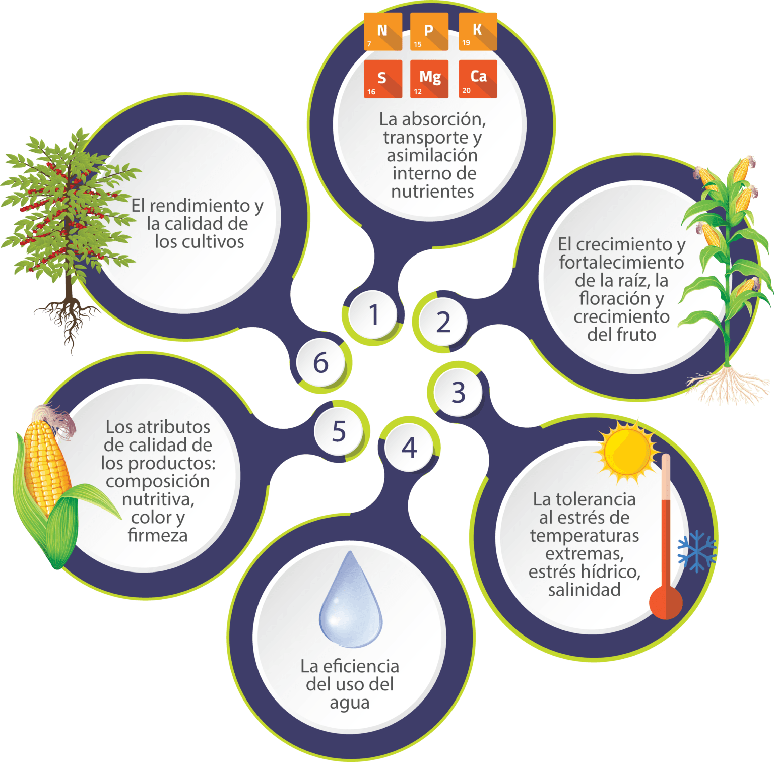 Bioestimulantes: ¿Qué Son? ¿Cuáles Son Sus Beneficios? | Blog Cambiagro