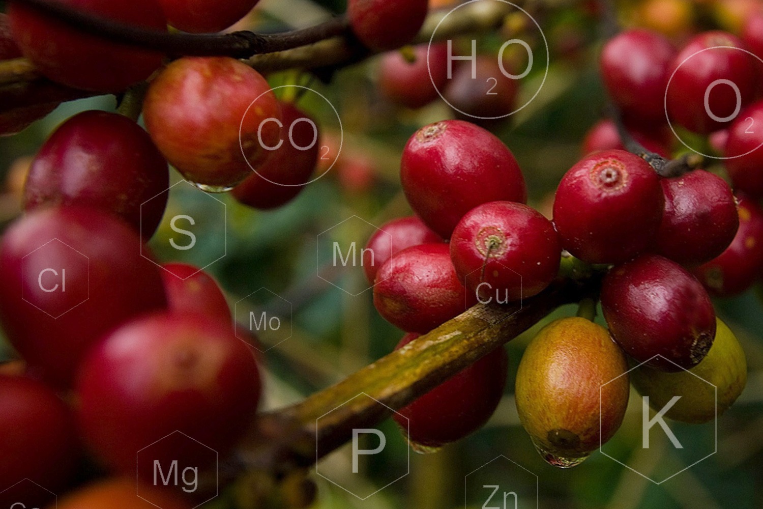 Requerimientos Nutricionales Del Café | Blog Cambiagro