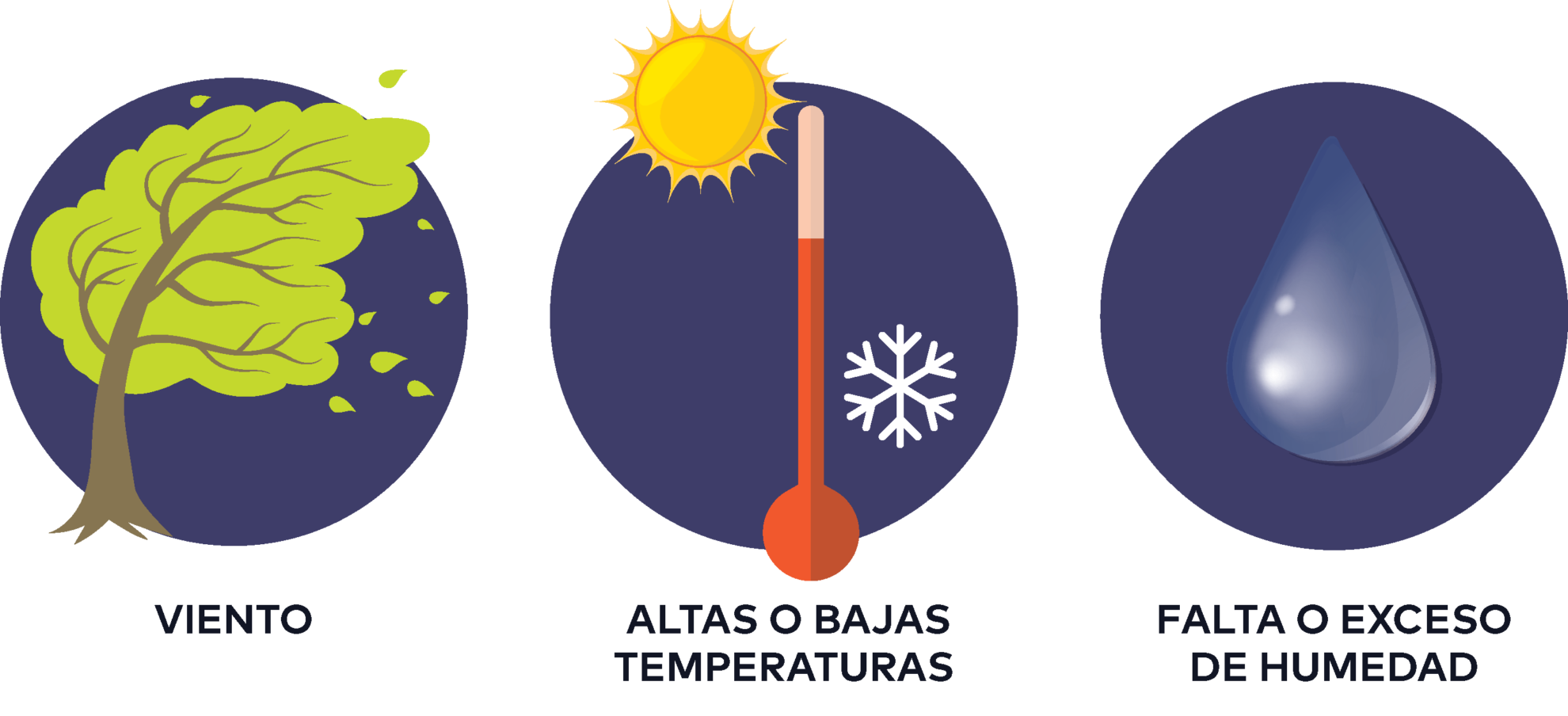 Bioestimulantes: Conozca Sus Características Y Beneficios | Blog Cambiagro