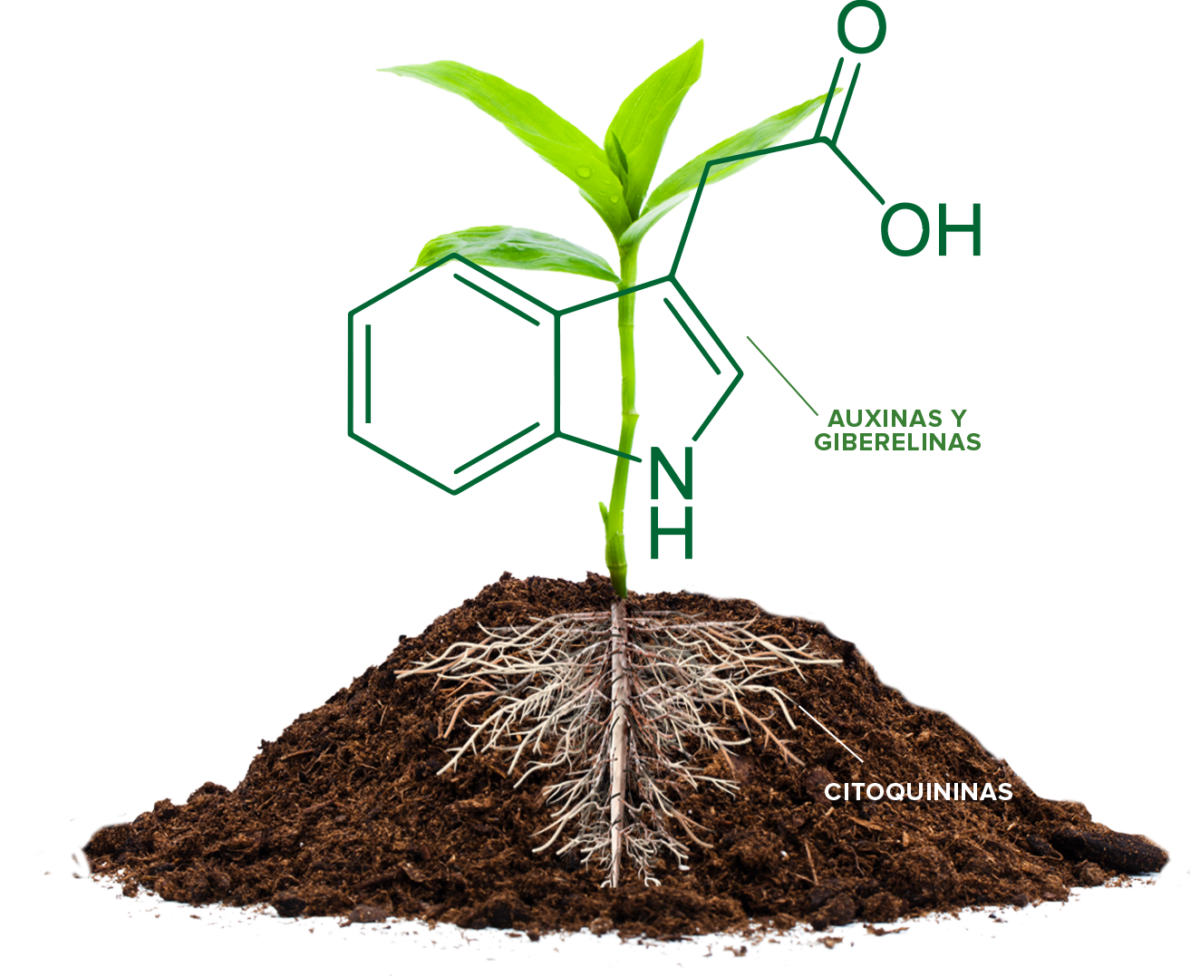 Descubre Al Aliado Para Mejorar El Rendimiento De Su Cultivo | Blog ...
