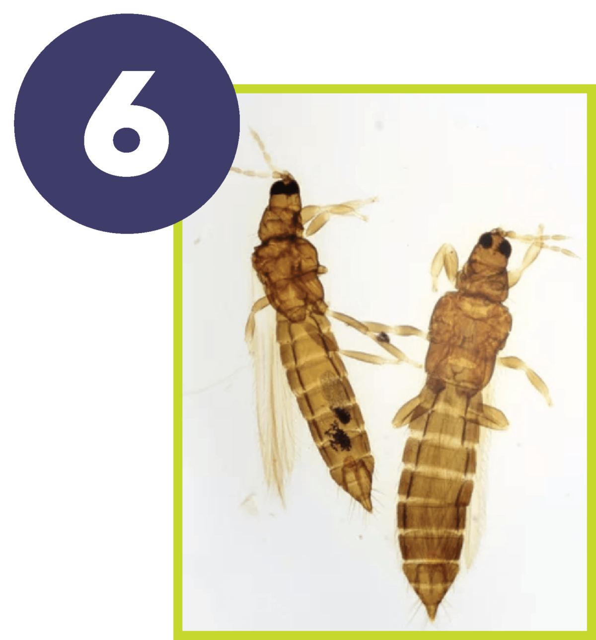 TRIPS : Los Hábitos Que Tienes Que Conocer Para Controlarlos Mejor ...