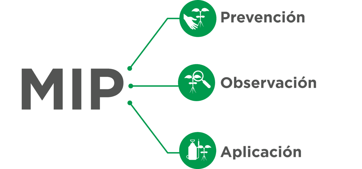 Virus Del Mosaico Del Tomate: Identificación, Prevención Y Control ...
