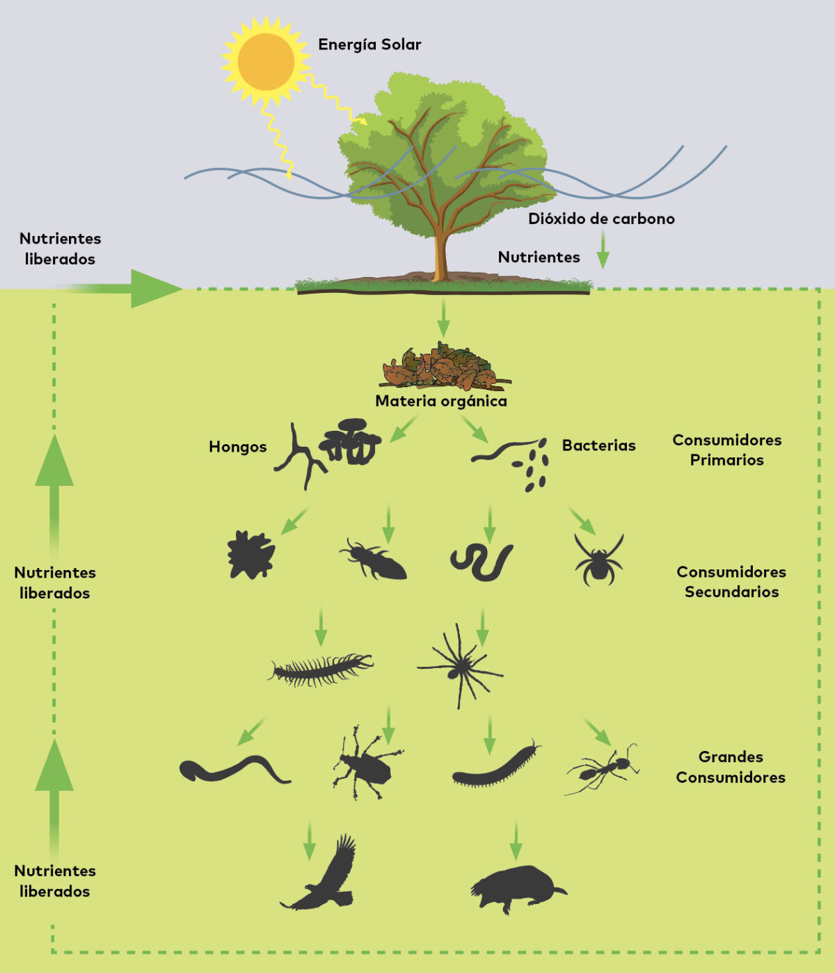 ¿Qué Es El Microbioma Del Suelo? | Blog Cambiagro