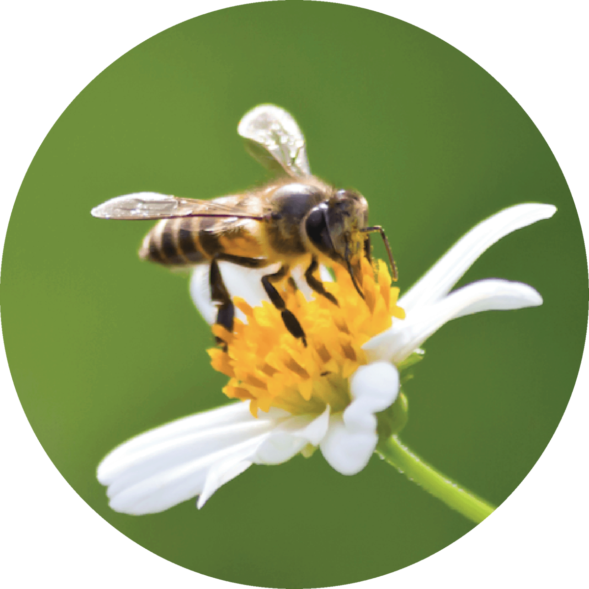 Agrobiodiversidad | Blog Cambiagro
