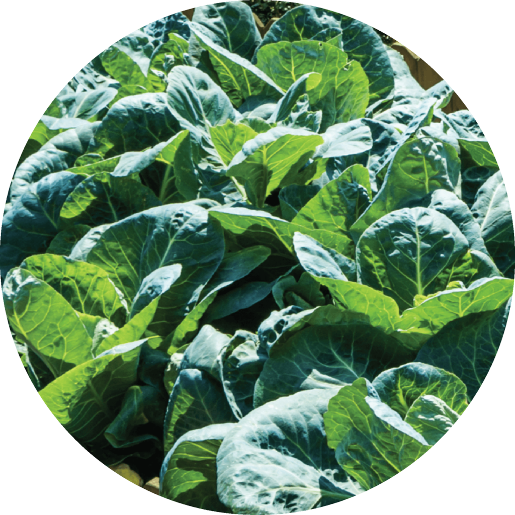 Agrobiodiversidad | Blog Cambiagro