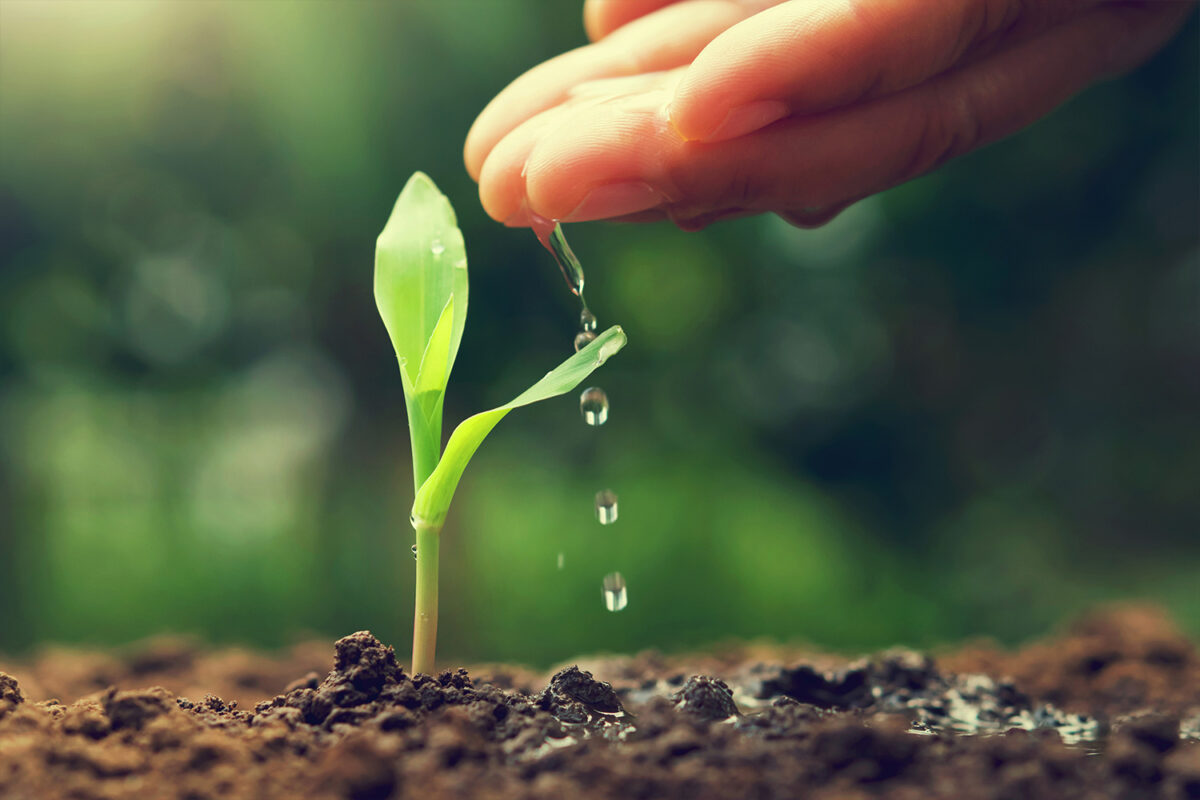 Consejos Para Una Siembra De Maíz Exitosa | Blog Cambiagro