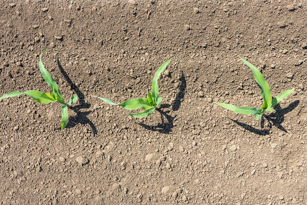 Consejos Para Una Siembra De Maíz Exitosa | Blog Cambiagro