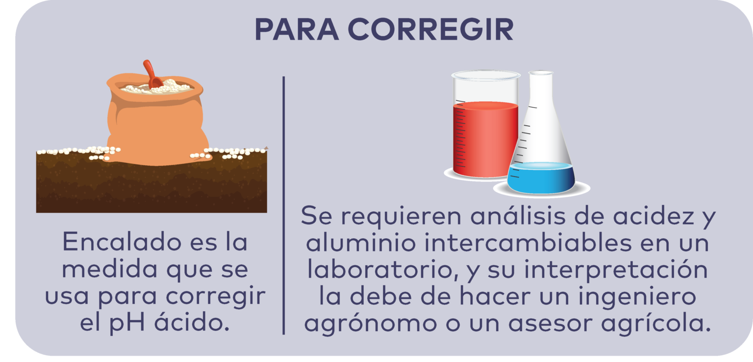 ¿Sabe Cuál Es La Importancia De Conocer El PH En El Suelo? | Blog Cambiagro