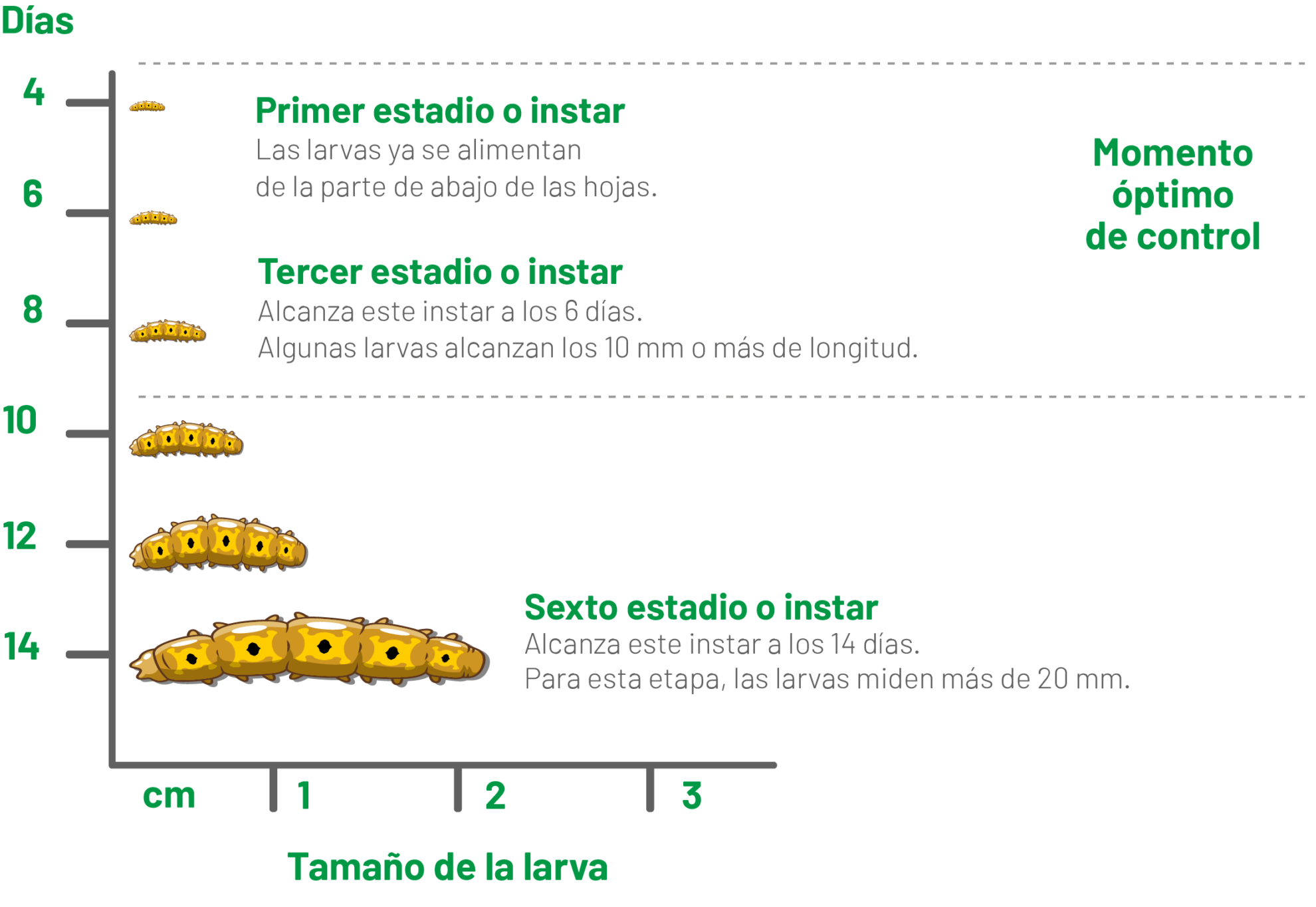 Ciclo De Vida Del Gusano Cogollero | Blog Cambiagro