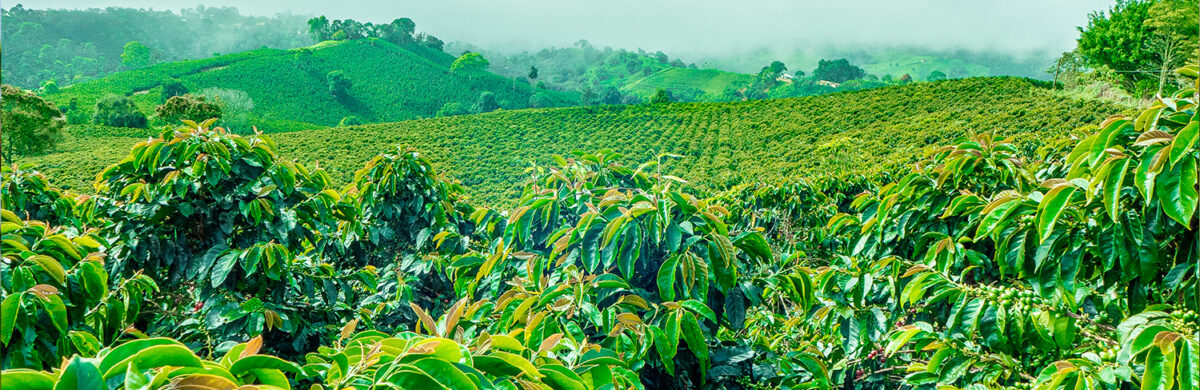 ¿Qué Hemos Aprendido De La Roya Del Café? | Blog Cambiagro