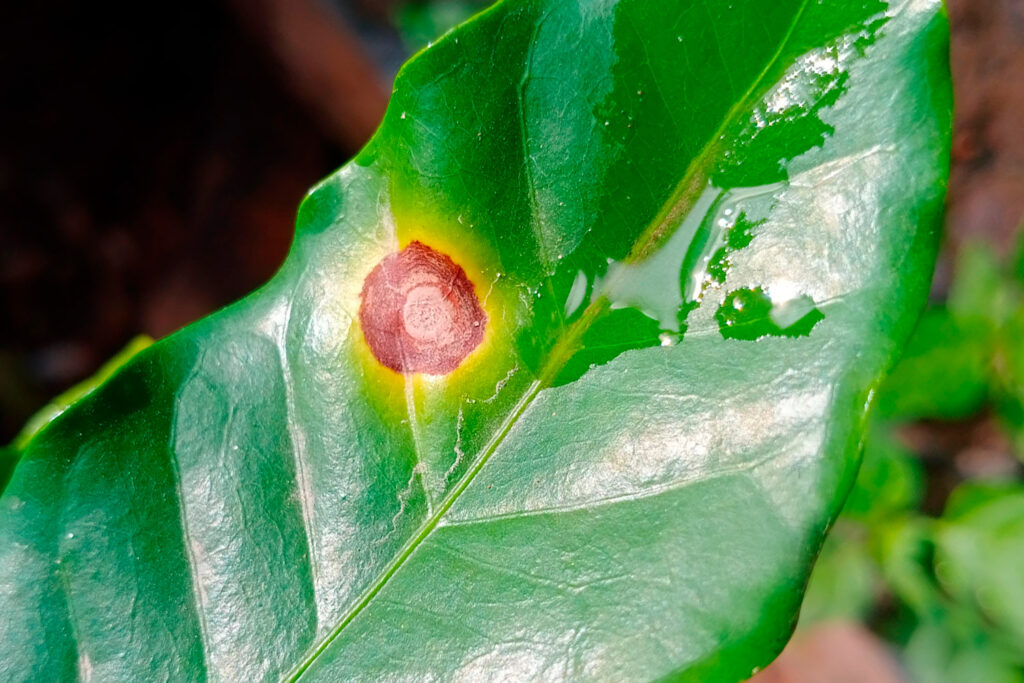 Protección y Bioestimulación – blog.cambiagro.com