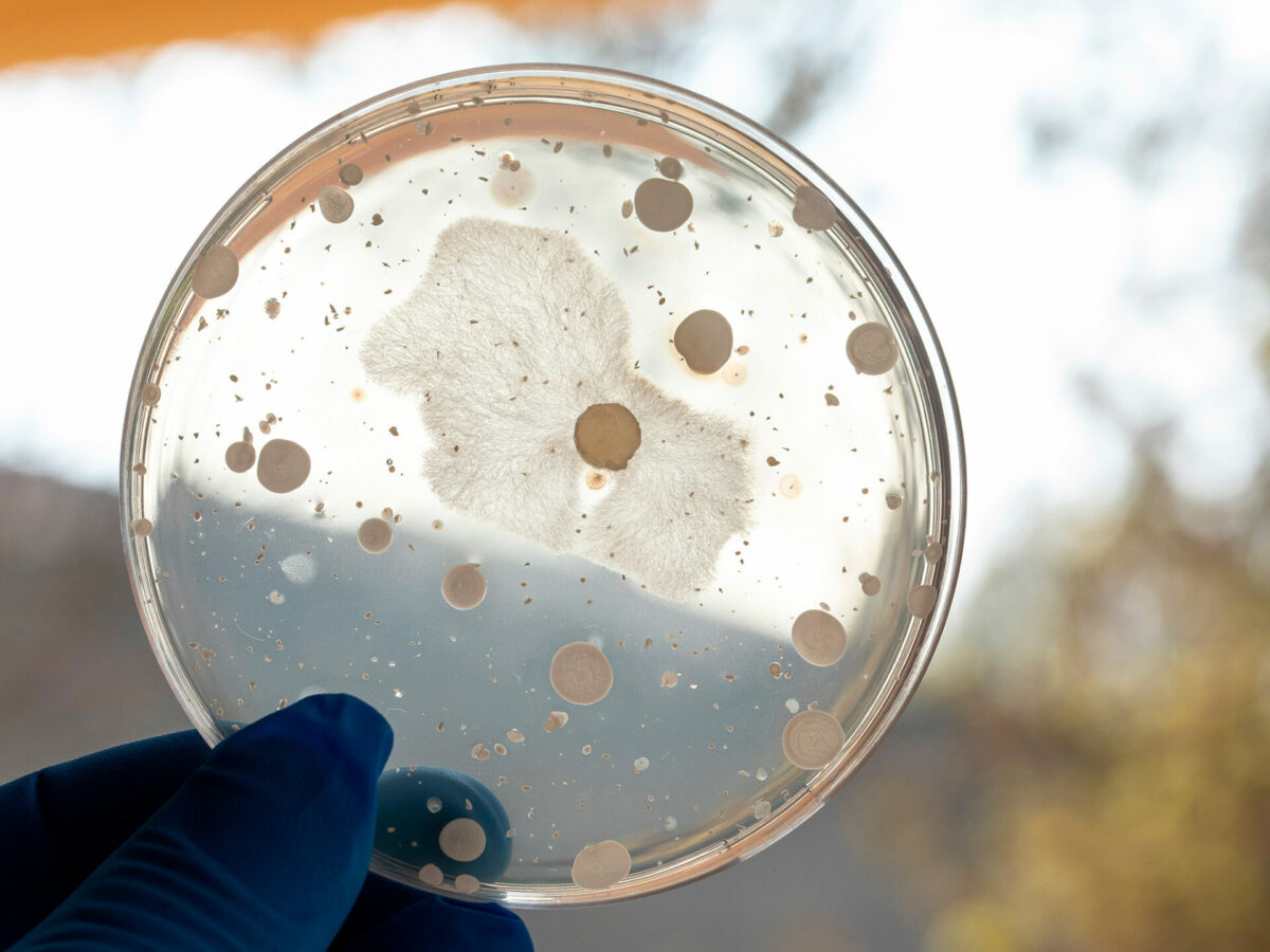 ¿Qué Se Debe Hacer Para Controlar Los Hongos En Los Cultivos? | Blog ...