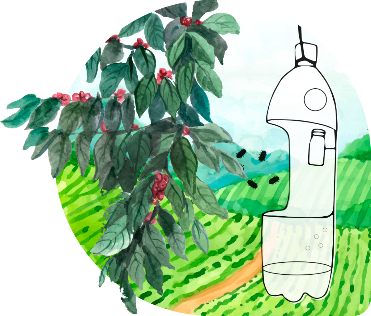 Control Etológico De La Broca Del Café | Blog Cambiagro