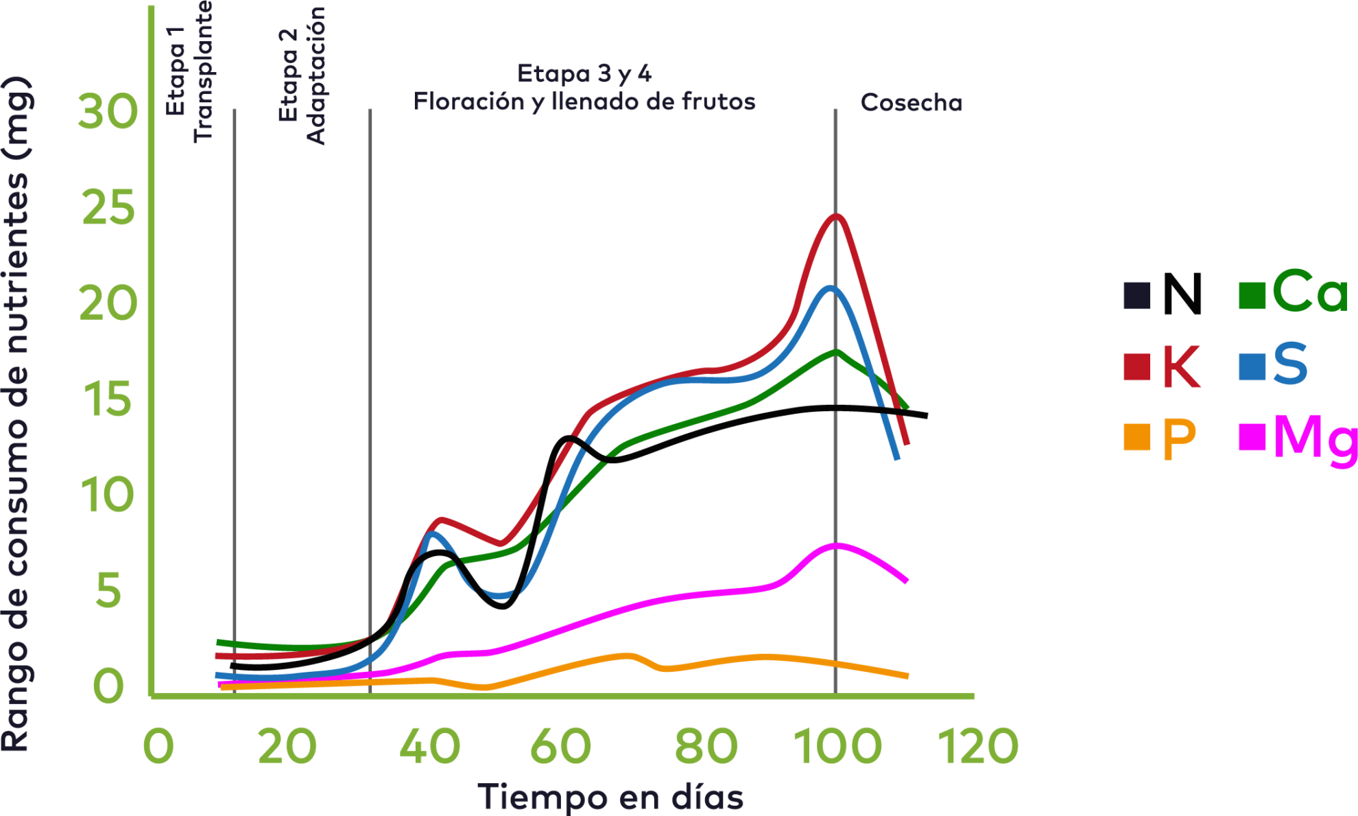 Fertilización De Acuerdo Al Desarrollo Fenológico Del Cultivo | Blog Cambiagro