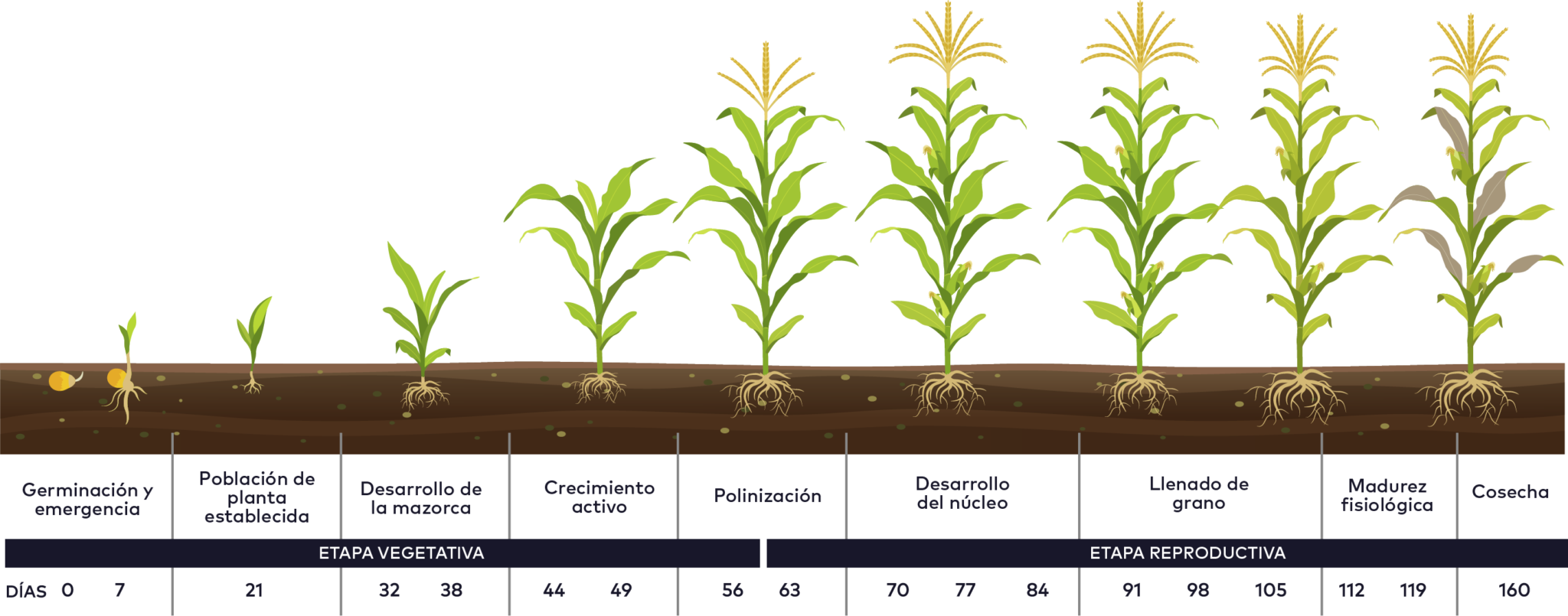 Fertilización De Acuerdo Al Desarrollo Fenológico Del Cultivo | Blog Cambiagro