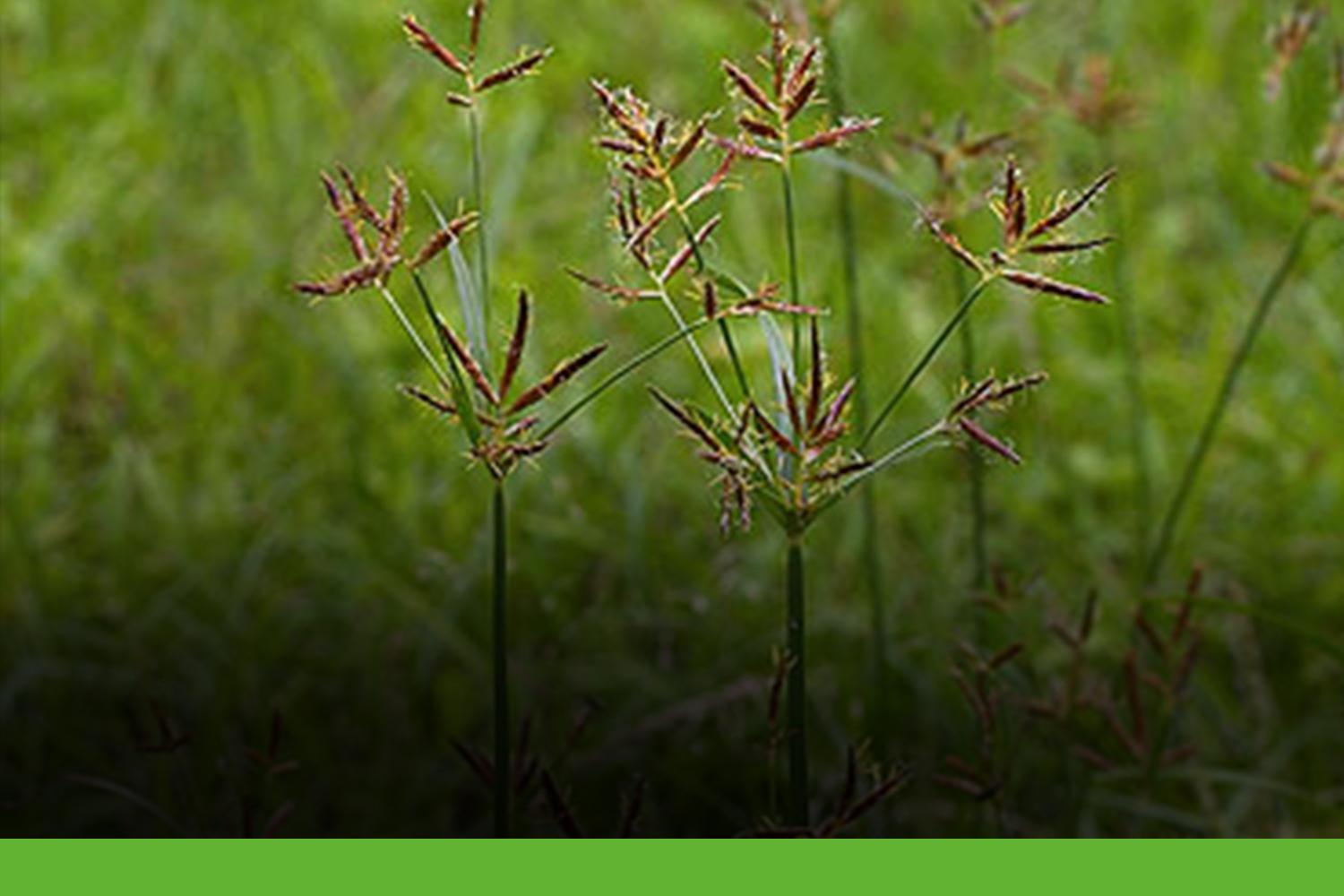 Manual Malezas – blog.cambiagro.com