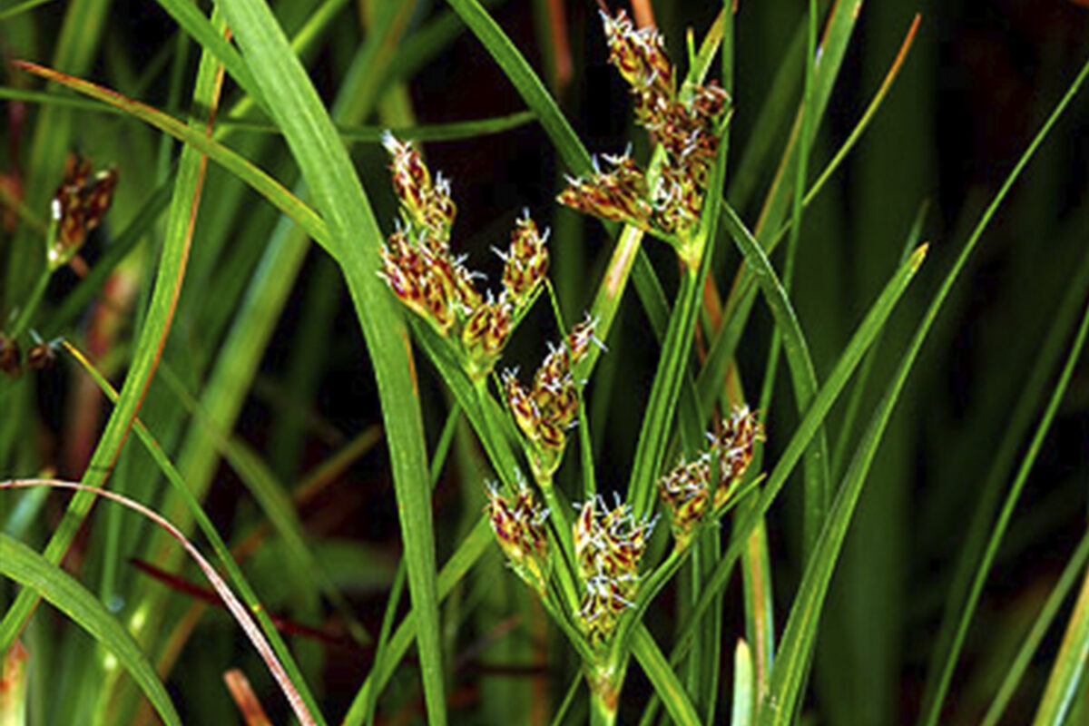 Arrocillo | Blog.cambiagro.com