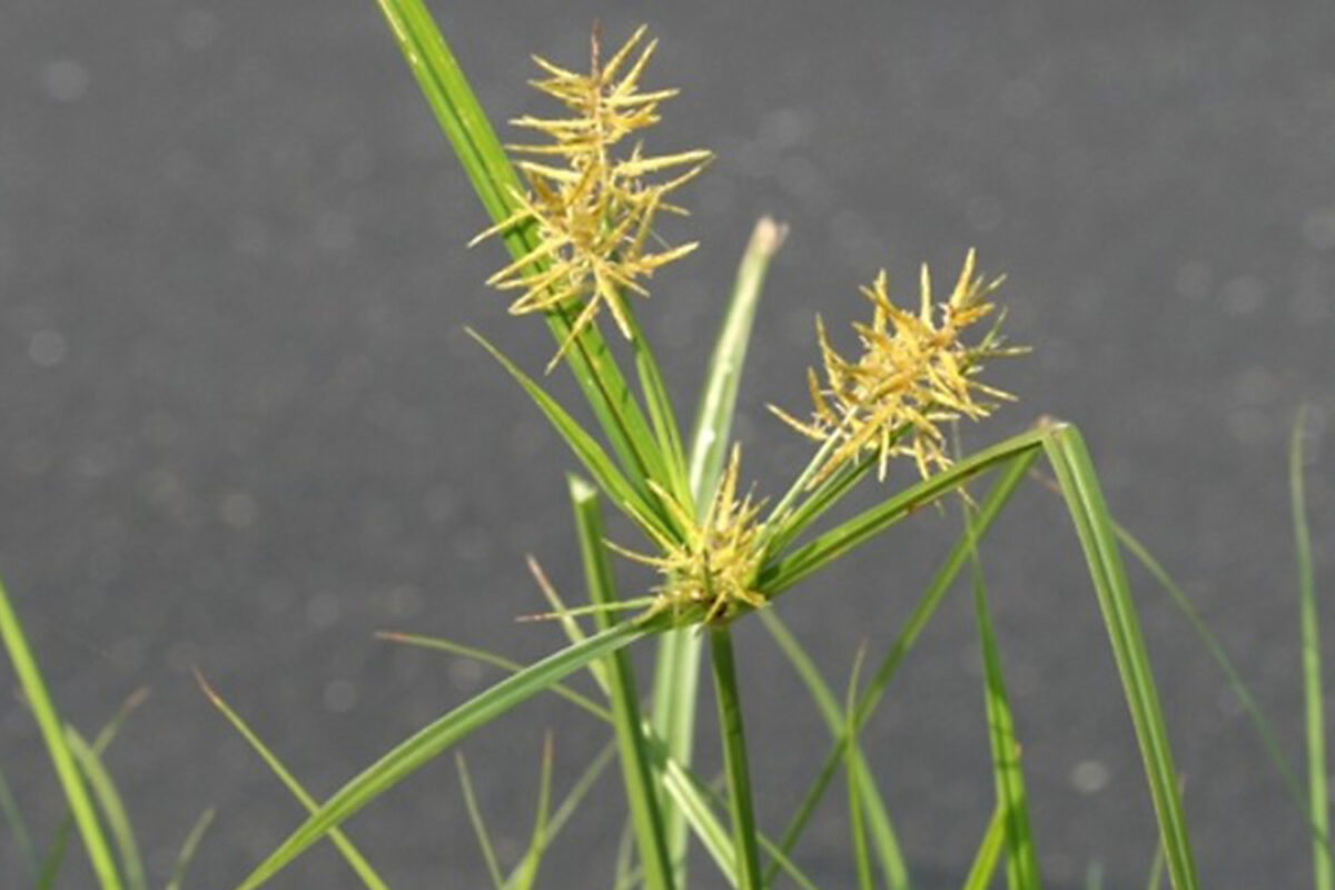 Chufa (Cyperus Esculentus L.) | Blog Cambiagro