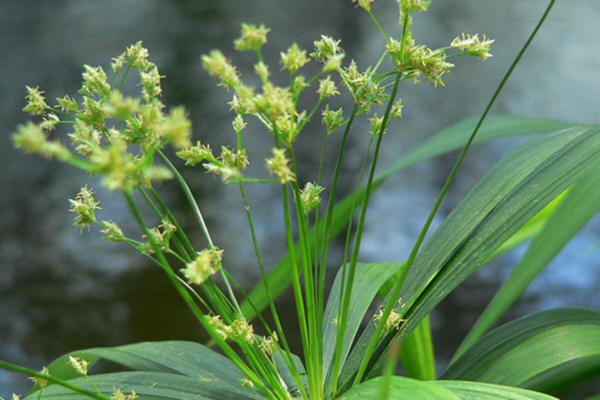 Cortadera (Cyperus Diffusus Vahl) | Blog Cambiagro