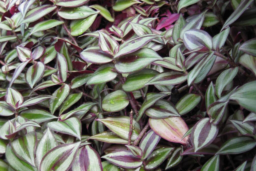 Cucaracha | Blog.cambiagro.com