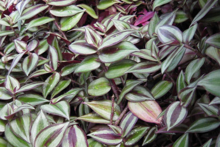 Cucaracha | Blog.cambiagro.com