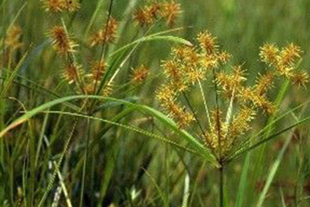 Cortadera Vahl | Blog.cambiagro.com