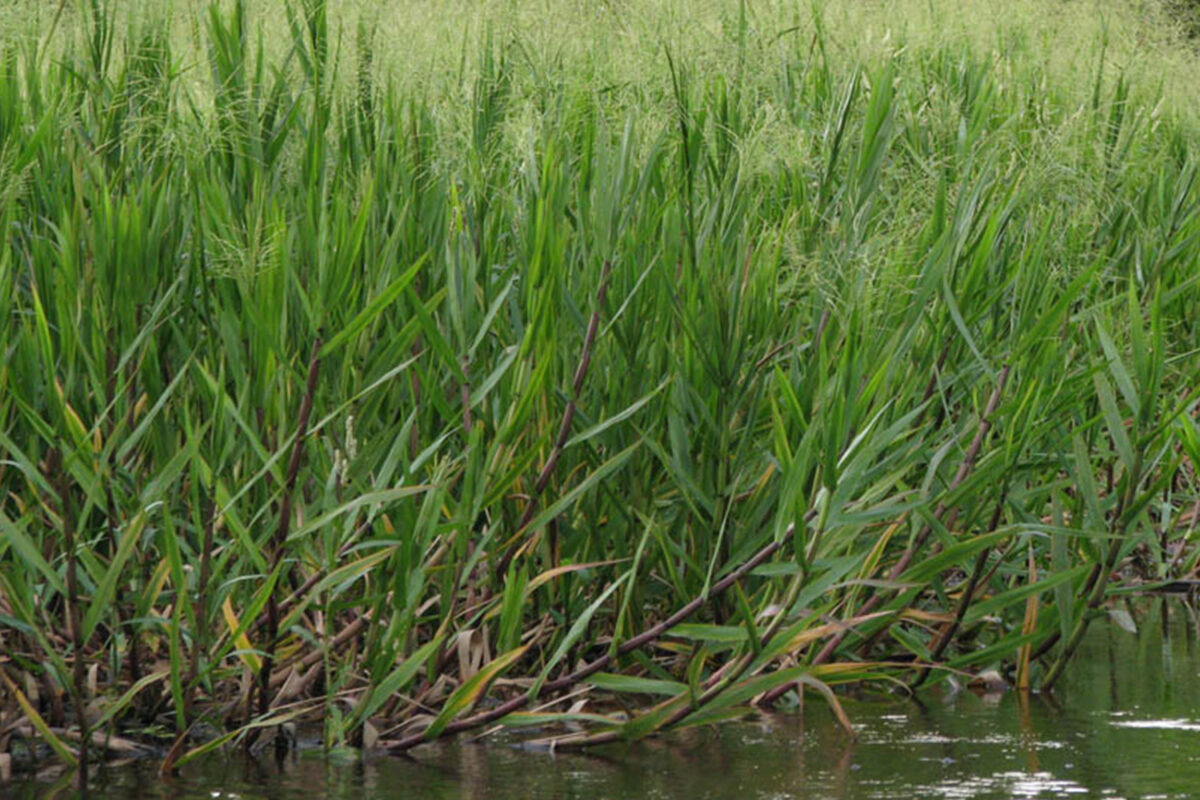 Pasto Alemán | Blog.cambiagro.com