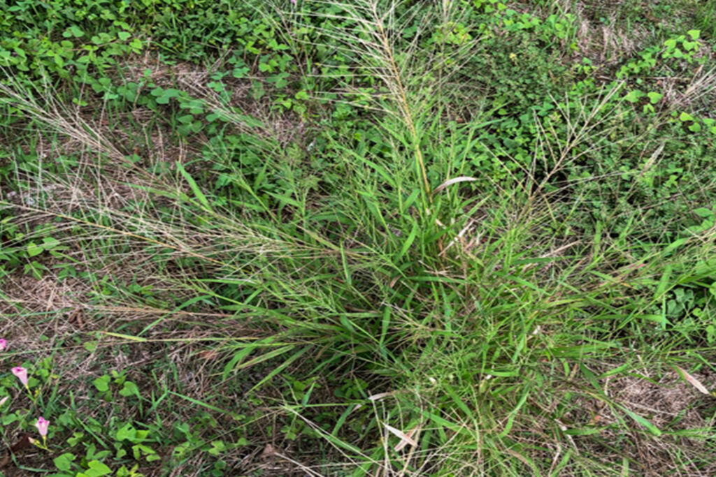 Cola De Zorro | Blog.cambiagro.com