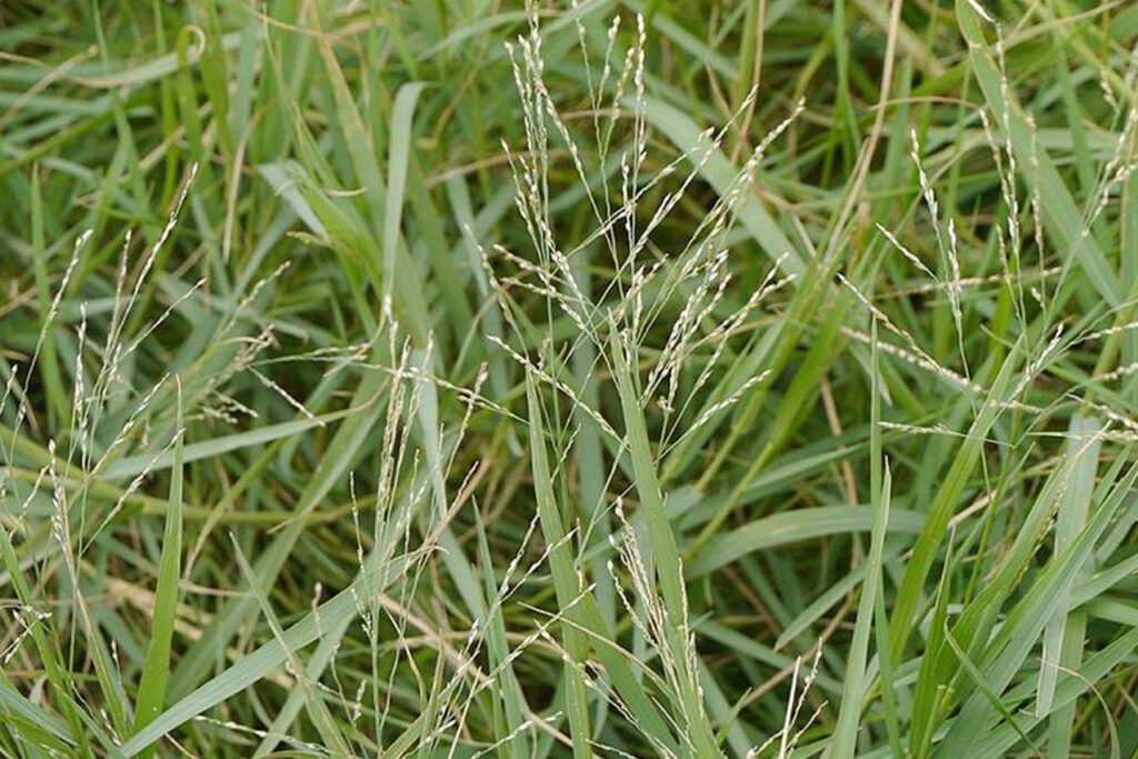 Zacate Torpedo | Blog.cambiagro.com