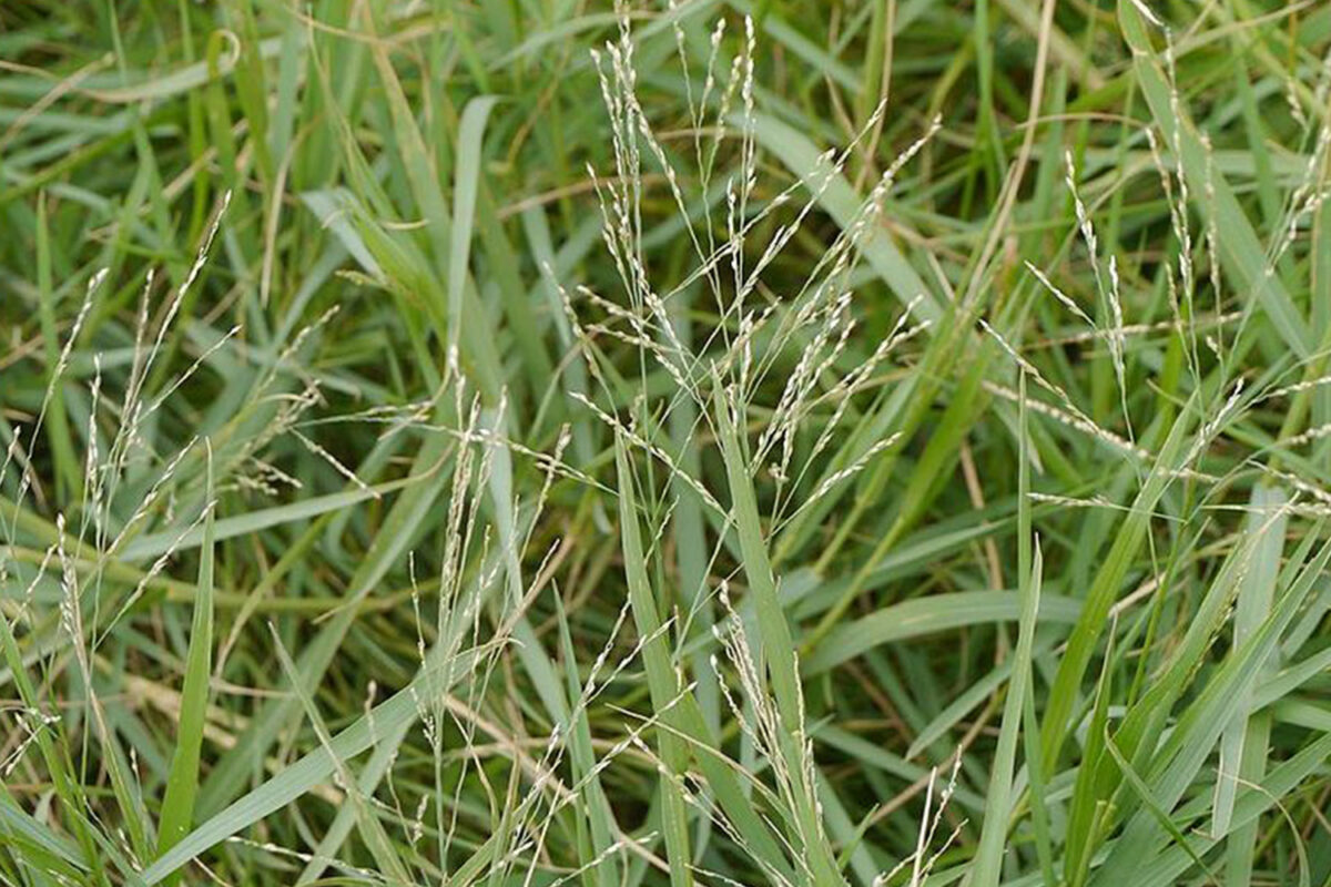 Zacate Torpedo | Blog.cambiagro.com