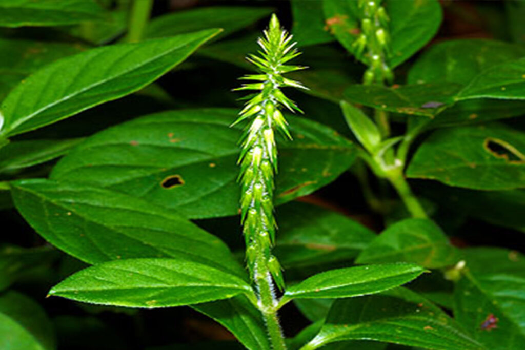 Rabo De Ratón | Blog.cambiagro.com