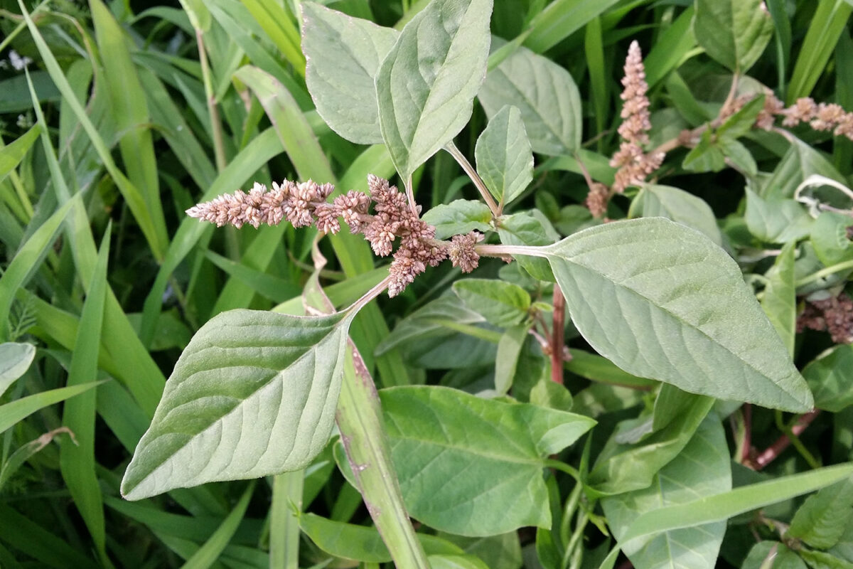 Pira | Blog.cambiagro.com