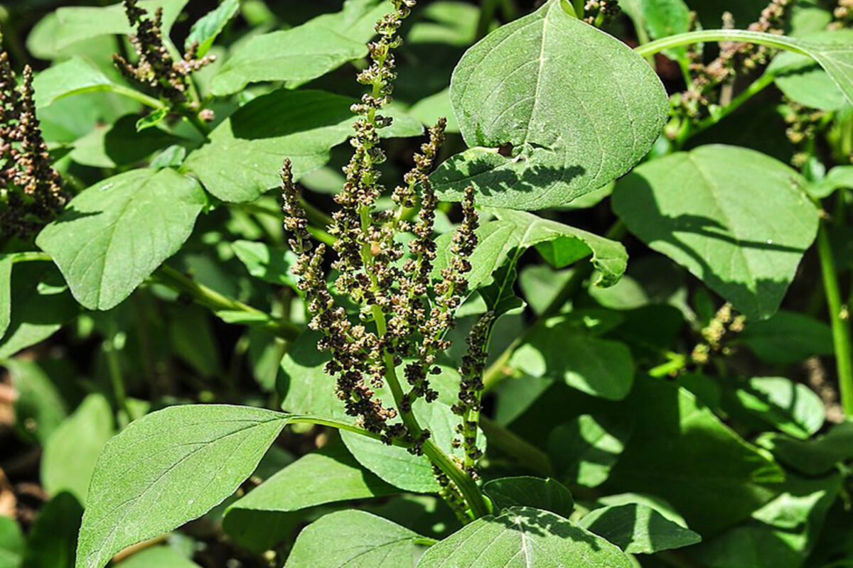 Pira Viridis | Blog.cambiagro.com