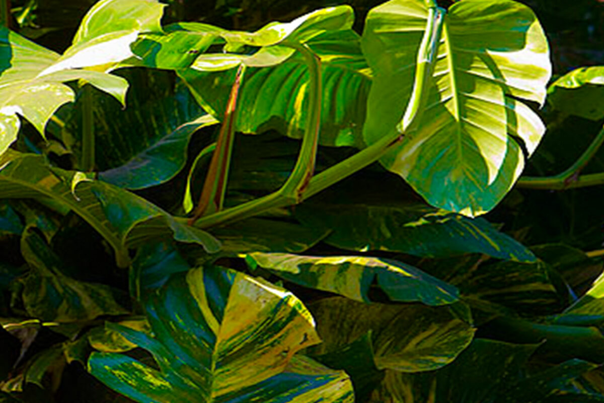 Potus | Blog.cambiagro.com
