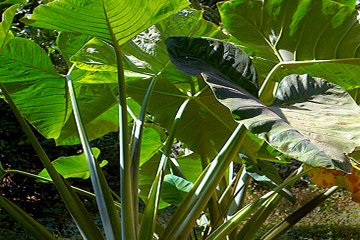 Mafafa | Blog.cambiagro.com