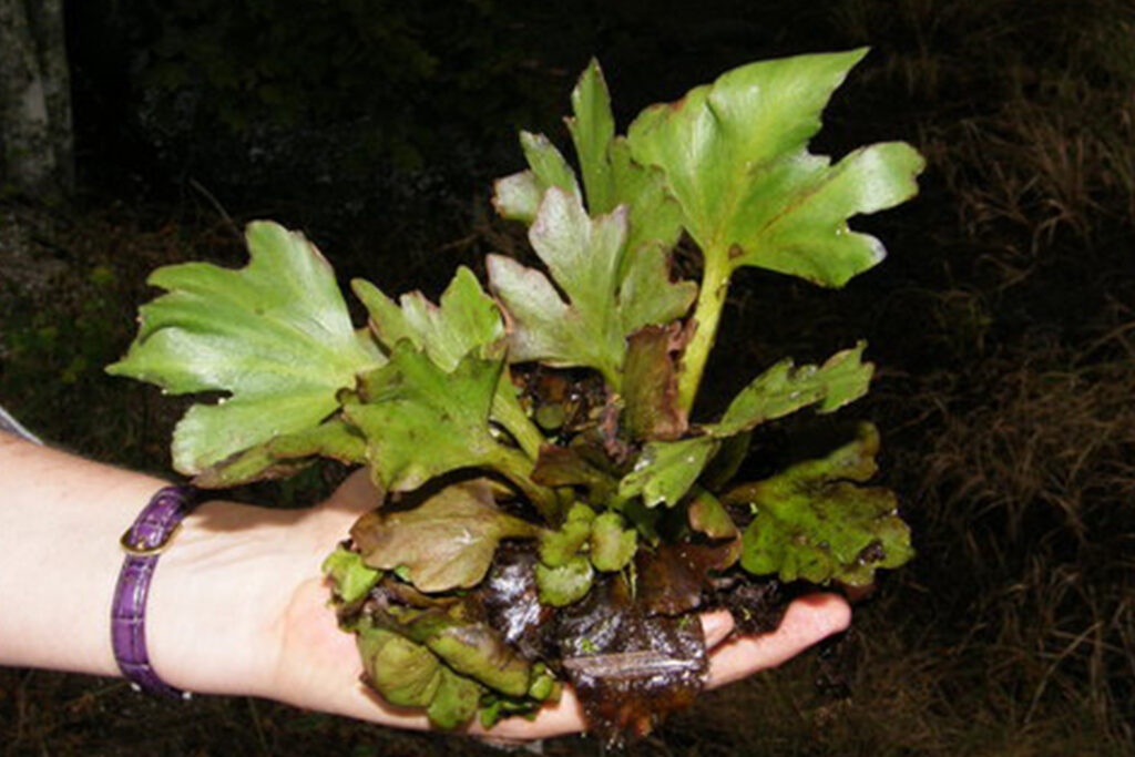 Helecho De Agua | Blog.cambiagro.com