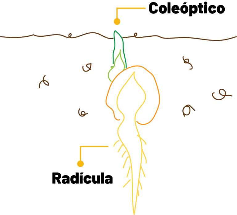 Maíz Hasta V6 | Blog Cambiagro