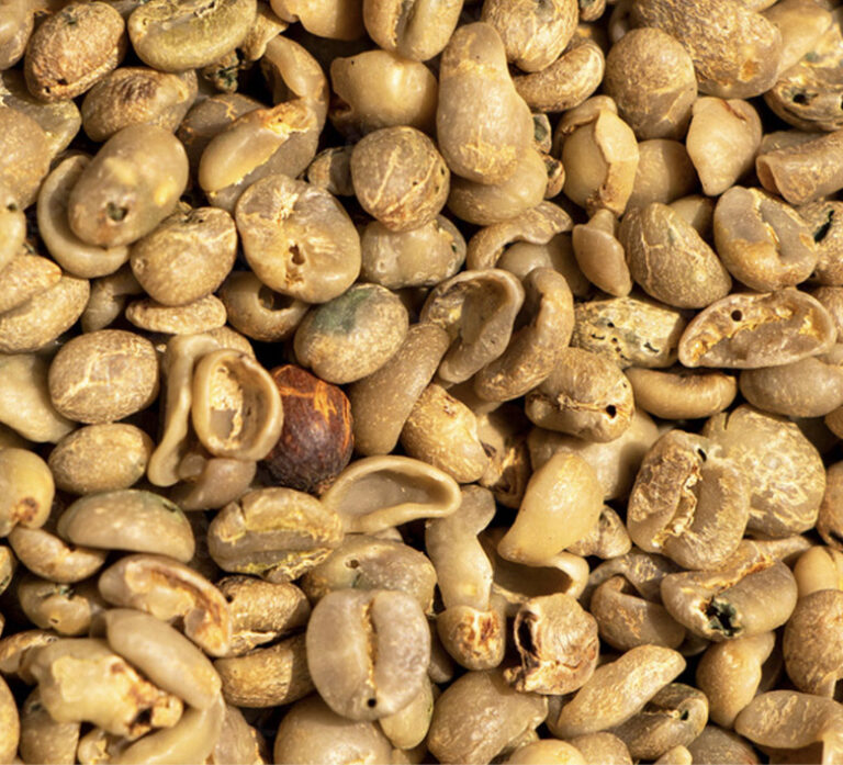 Control De La Broca Del Café | Blog Cambiagro