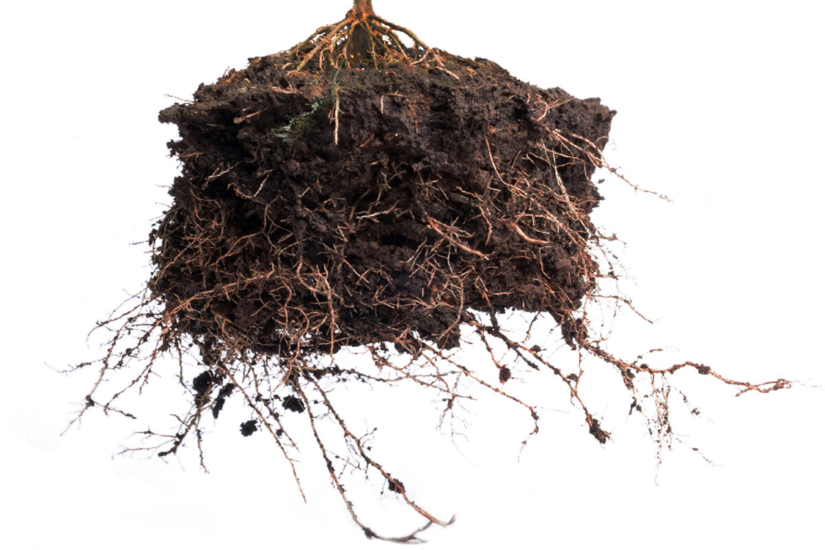 ¿Por Qué Es Importante La Raíz De Las Plantas? | Blog Cambiagro