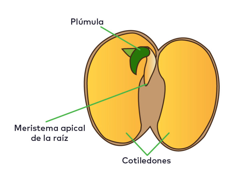 ¿Por Qué Es Importante La Raíz De Las Plantas? | Blog Cambiagro