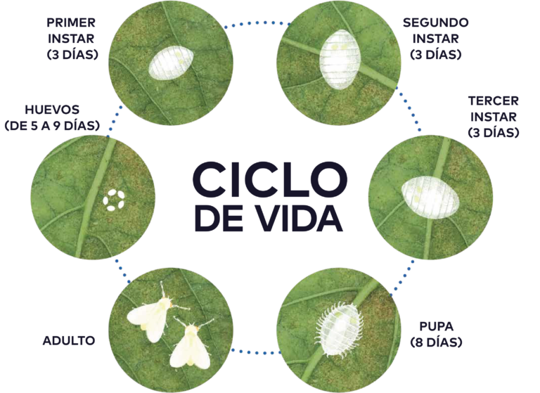 Mosca Blanca: Ciclo De Vida, Daños Y Control En Hortalizas | Blog Cambiagro