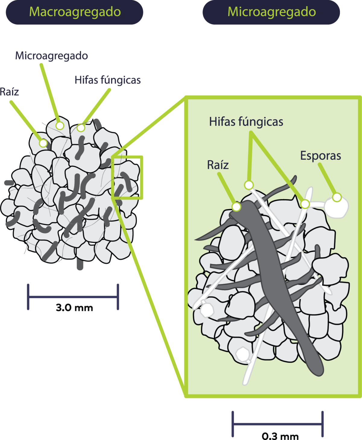 ¿Qué Es La Degradación Del Suelo, Sus Causas Y Consecuencias? | Blog Cambiagro