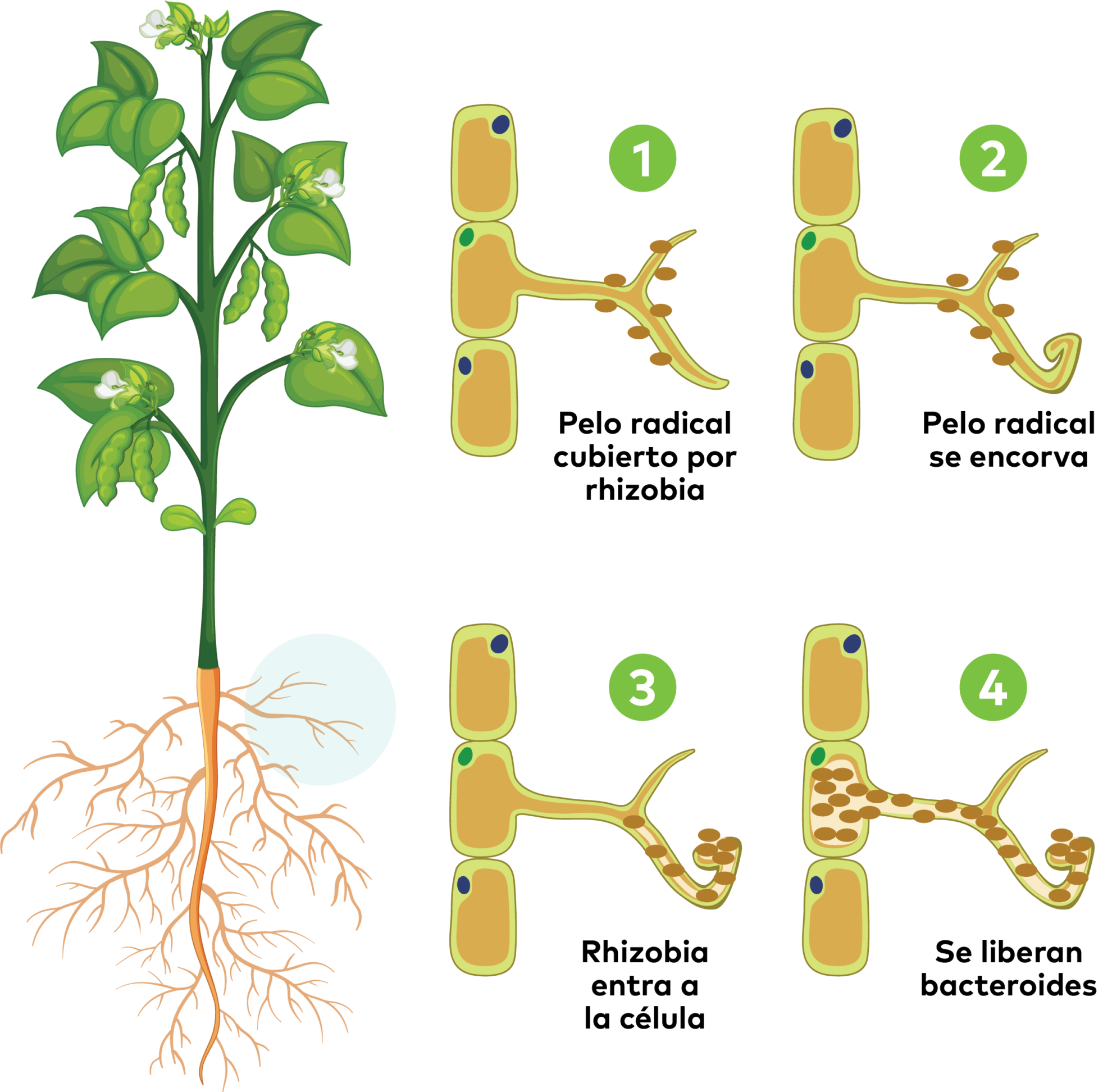Cómo Las Leguminosas Aportan Nitrógeno Al Suelo Blog Cambiagro