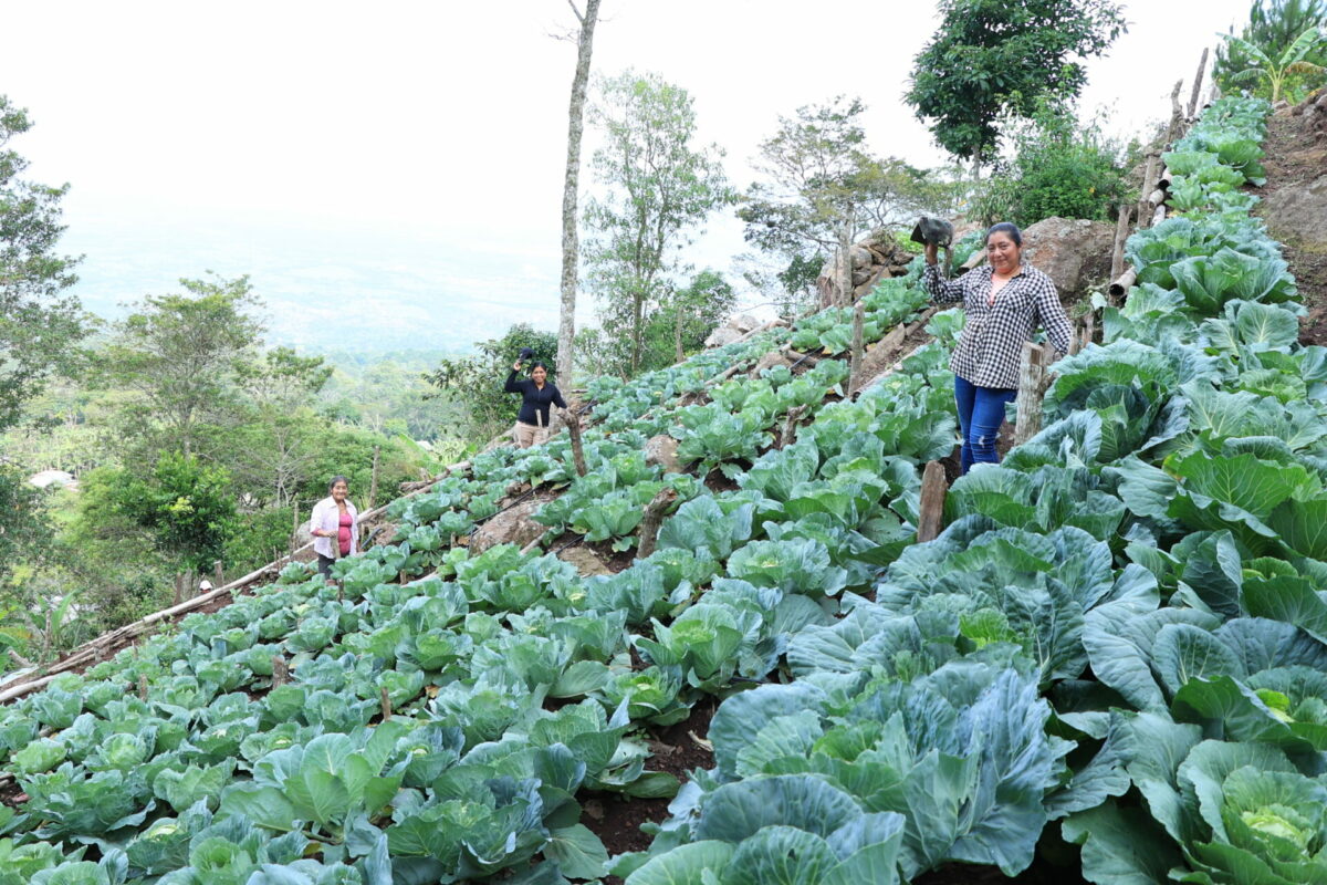 Los 5 Cultivos De Guatemala Con Más Potencial En 2024 | Blog Cambiagro