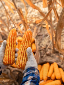 Guía De Cosecha De Maíz: Temporada Y Rendimientos | Blog Cambiagro