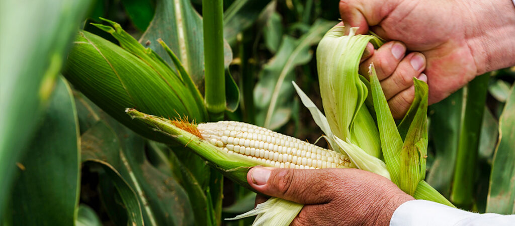 Guía De Cosecha De Maíz: Temporada Y Rendimientos | Blog Cambiagro