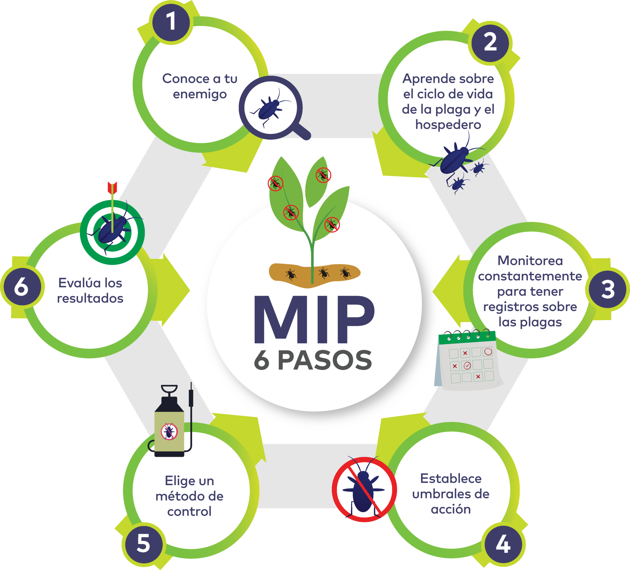 Pulgón Del Maíz: Ciclo De Vida, Daños Y Control | Blog Cambiagro